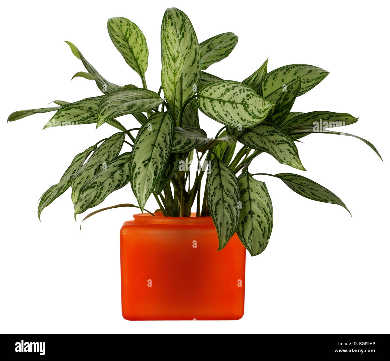 Pot plant in orange planter Stock Photo - Alamy
