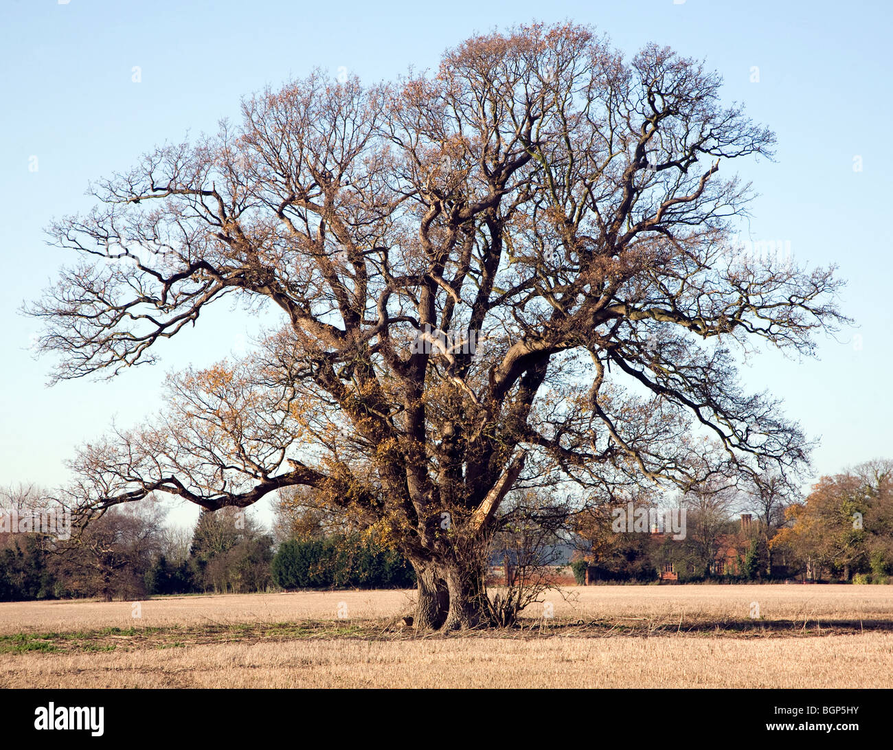 Large oak tree standing in field in winter Stock Photo - Alamy