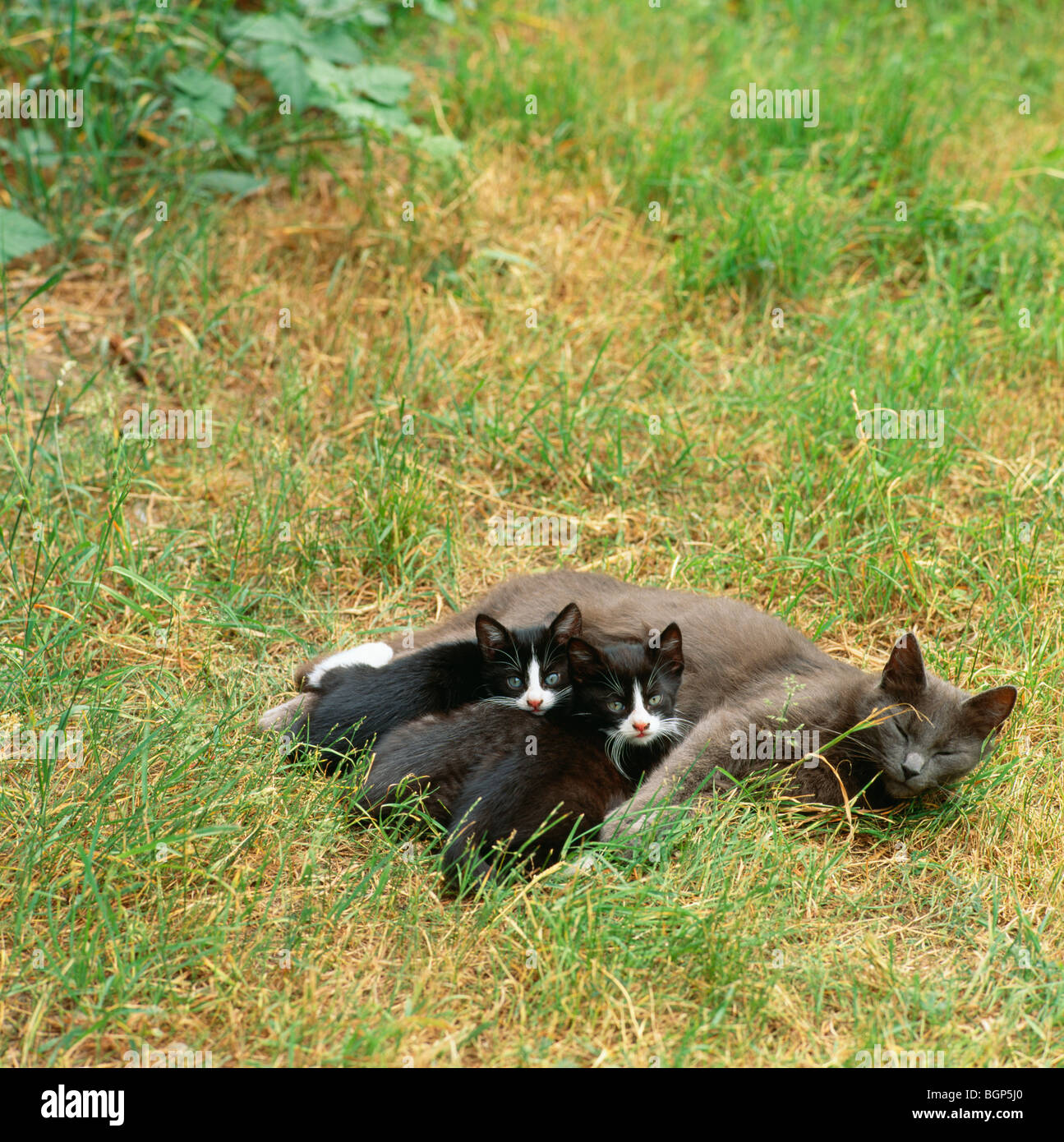 Cats with kittens Sweden Stock Photo - Alamy