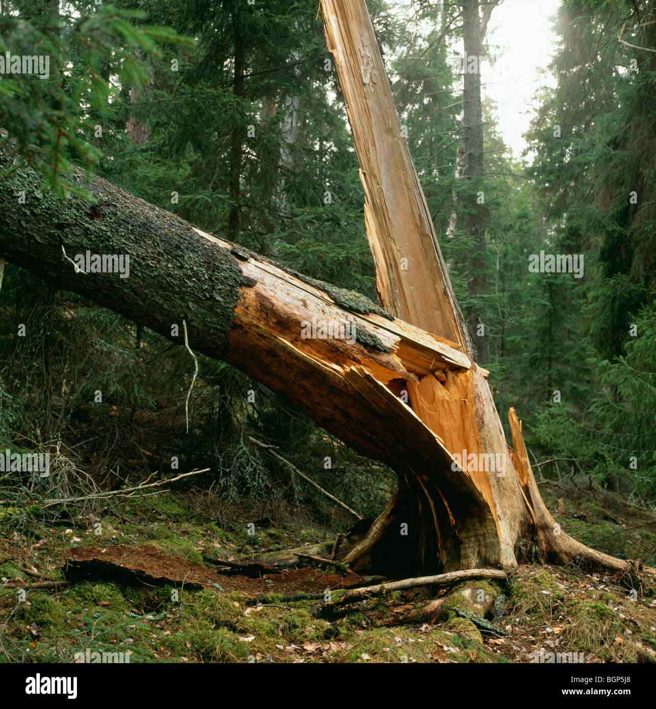 A devastated spruce Stock Photo - Alamy