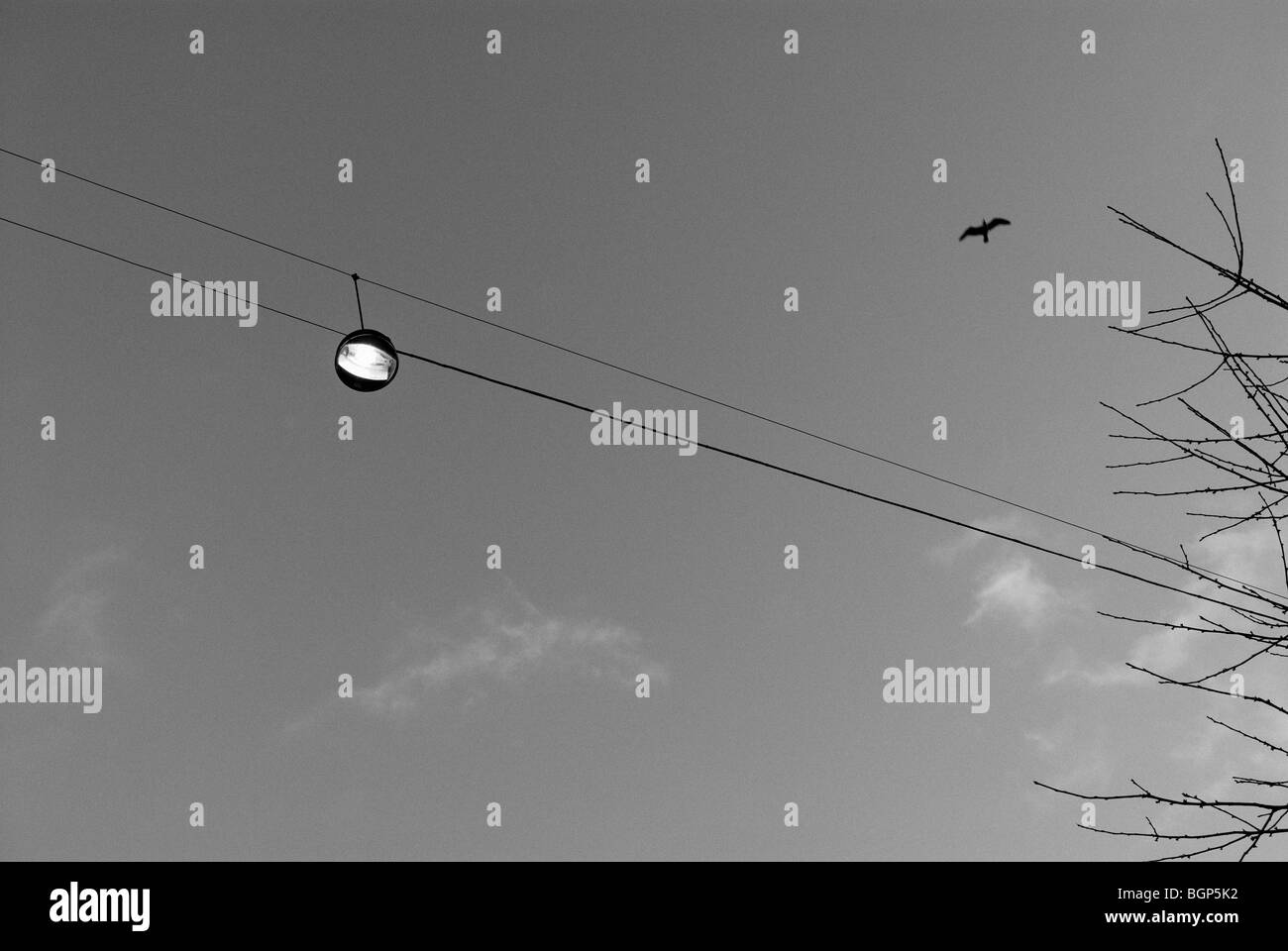 Low angle bird flying Black and White Stock Photos & Images - Alamy