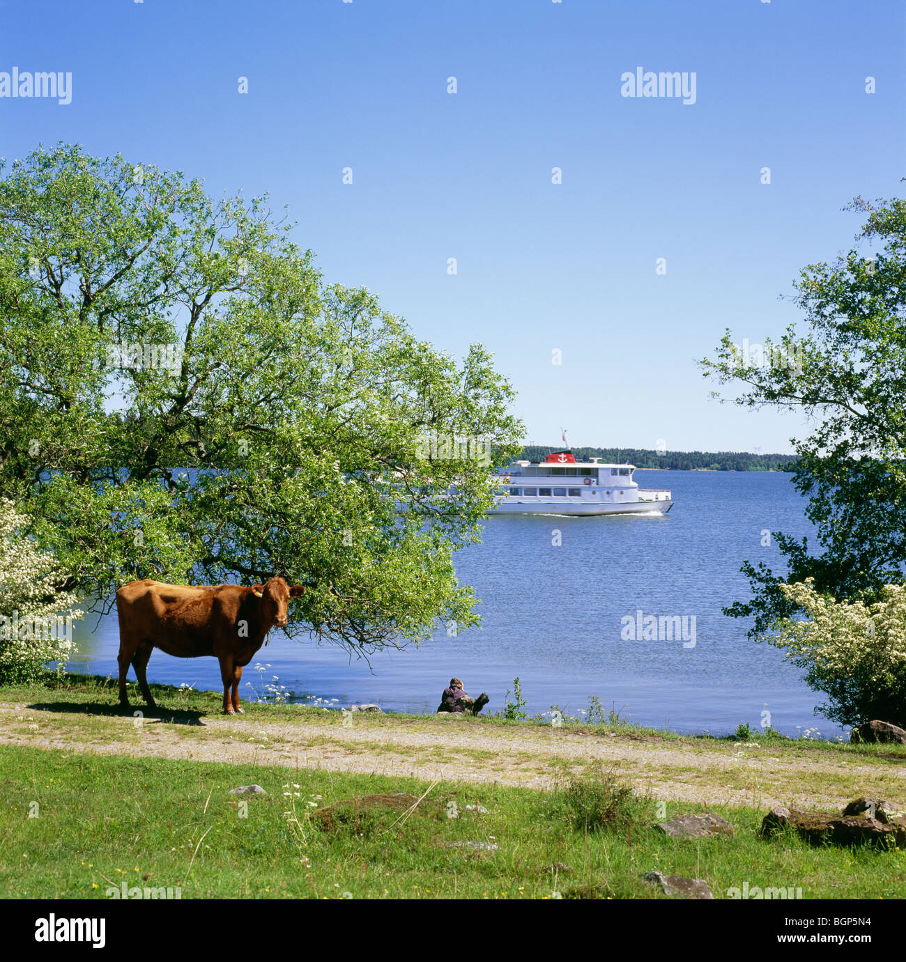 A cow by the sea, Sweden Stock Photo - Alamy