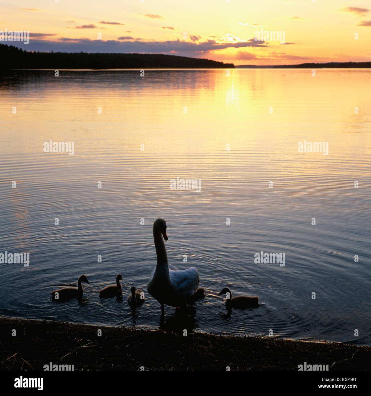 Lakes and animals harmony hi-res stock photography and images - Alamy
