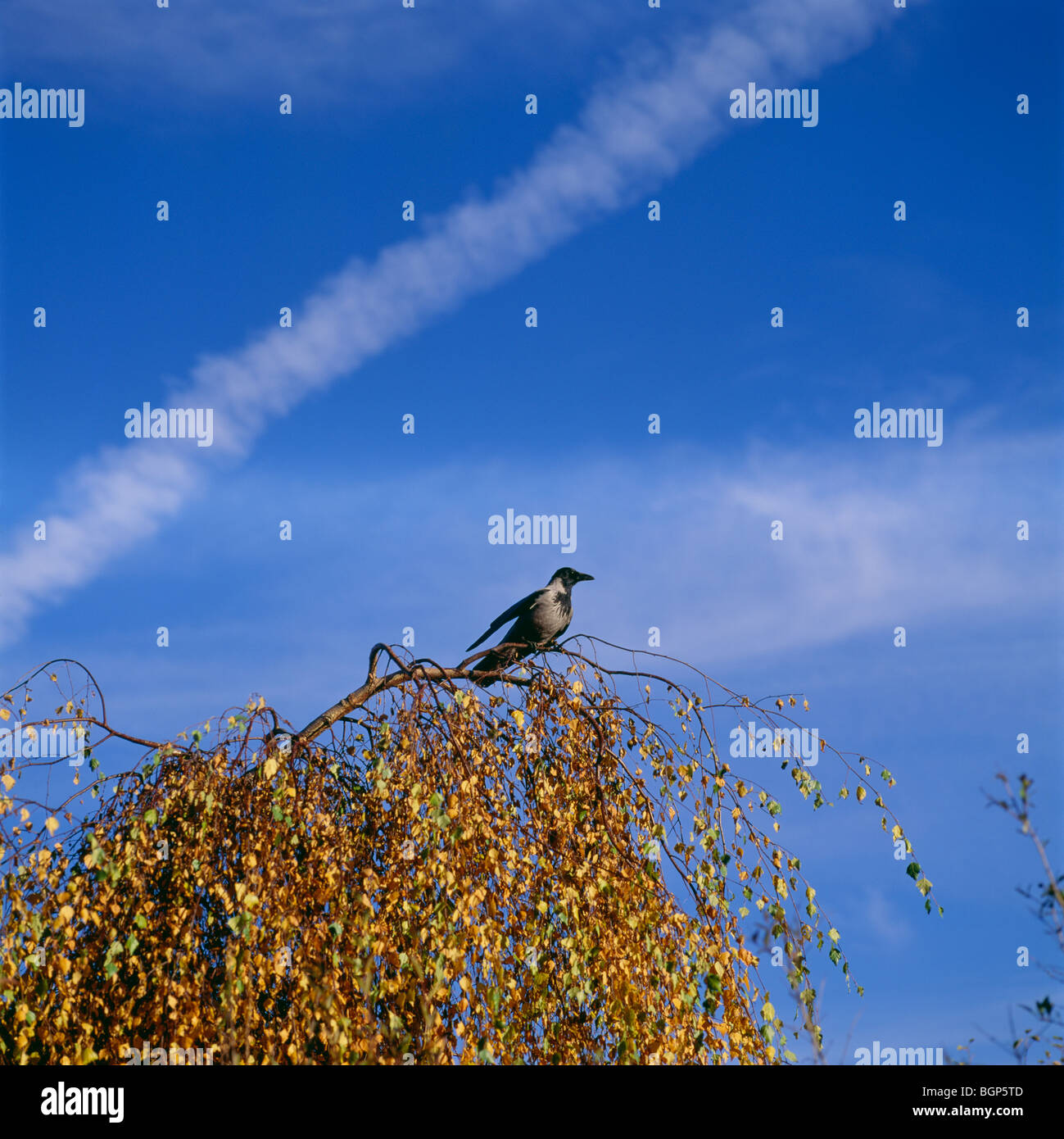 A crow in a tree Stock Photo - Alamy