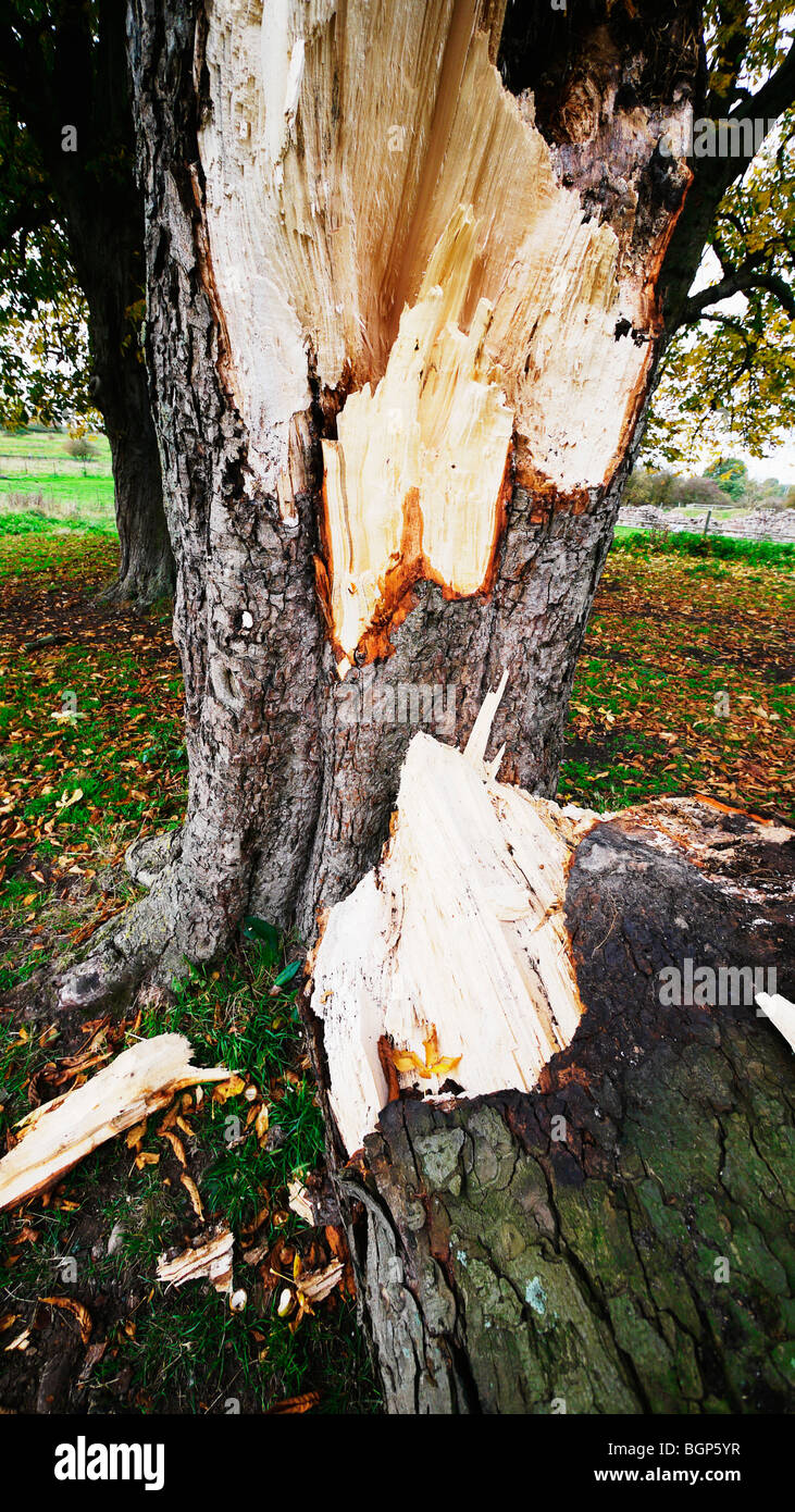 Tree split by lightning hi-res stock photography and images - Alamy