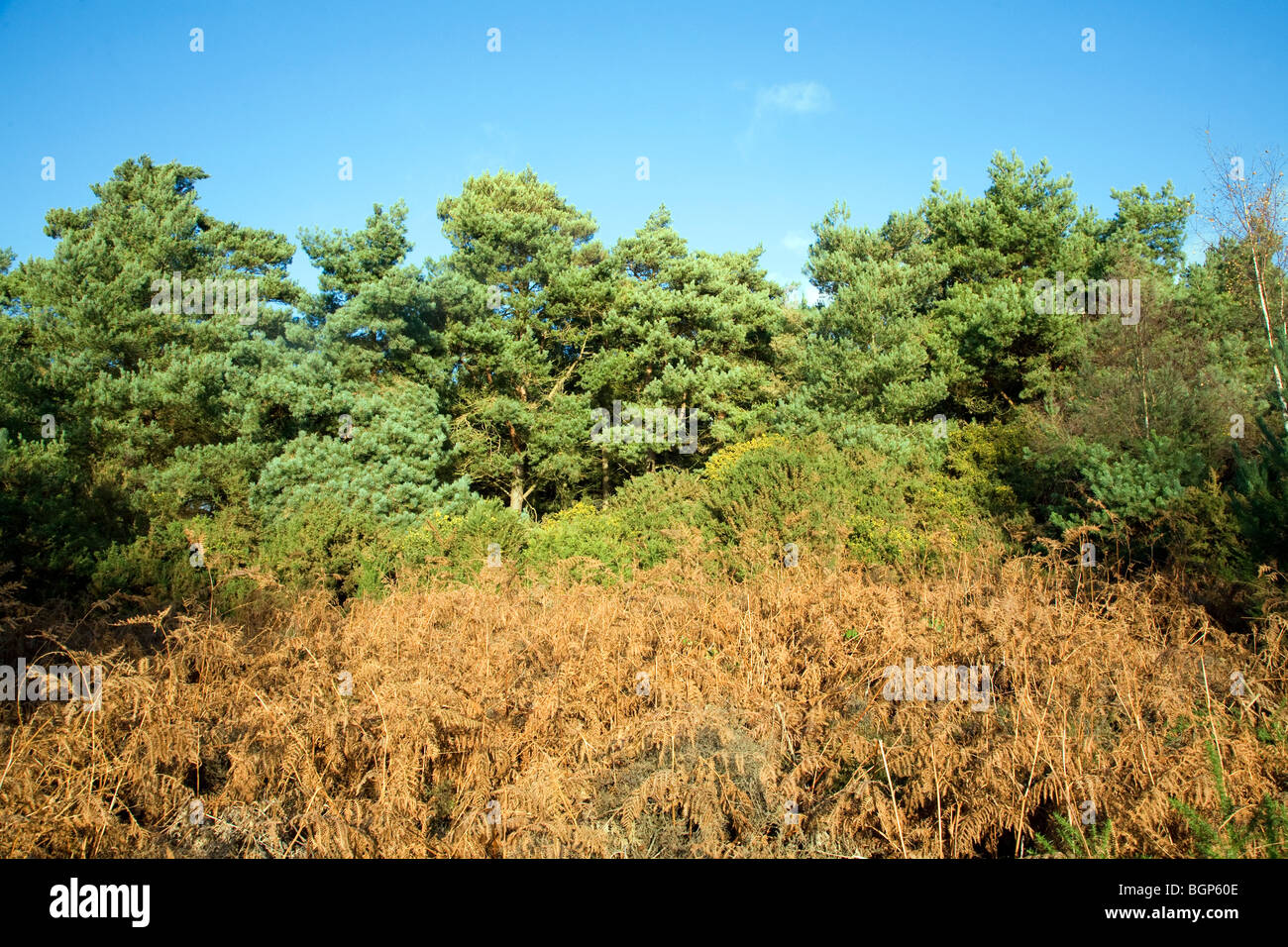 Autumn vegetation trees bushes heathland Suffolk England Stock Photo ...