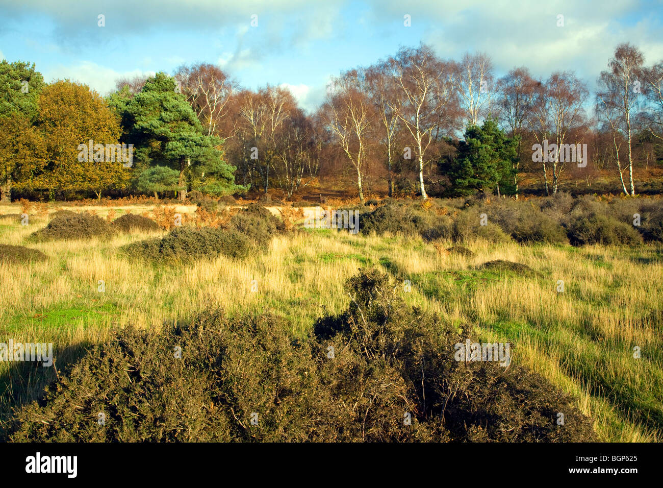 Autumn vegetation trees bushes heathland Suffolk England Stock Photo ...