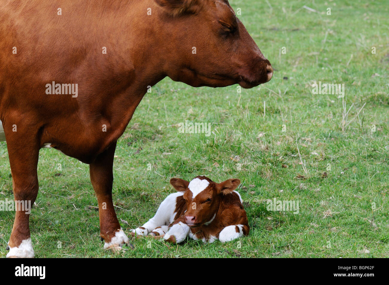 Calf napping hi-res stock photography and images - Alamy