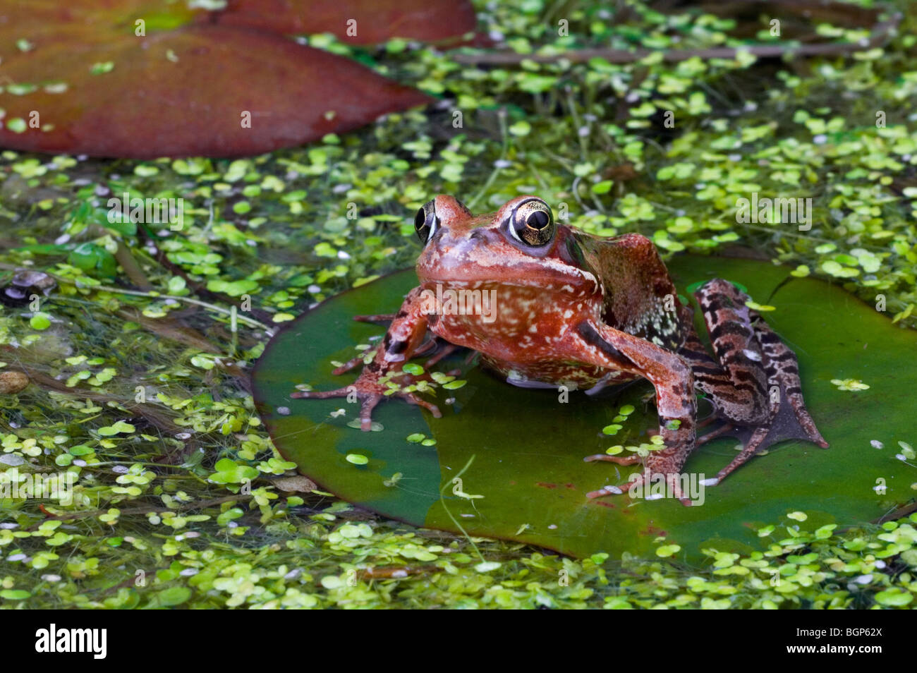 European common brown frog (Rana temporaria) juvenile sitting on water ...