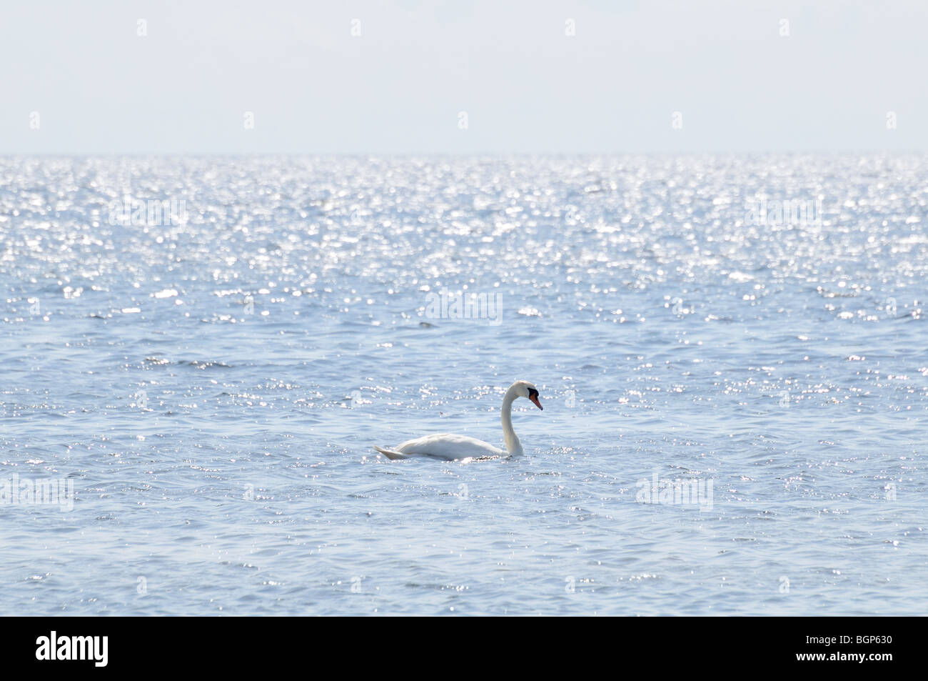 Swan in the sea, Sweden Stock Photo - Alamy