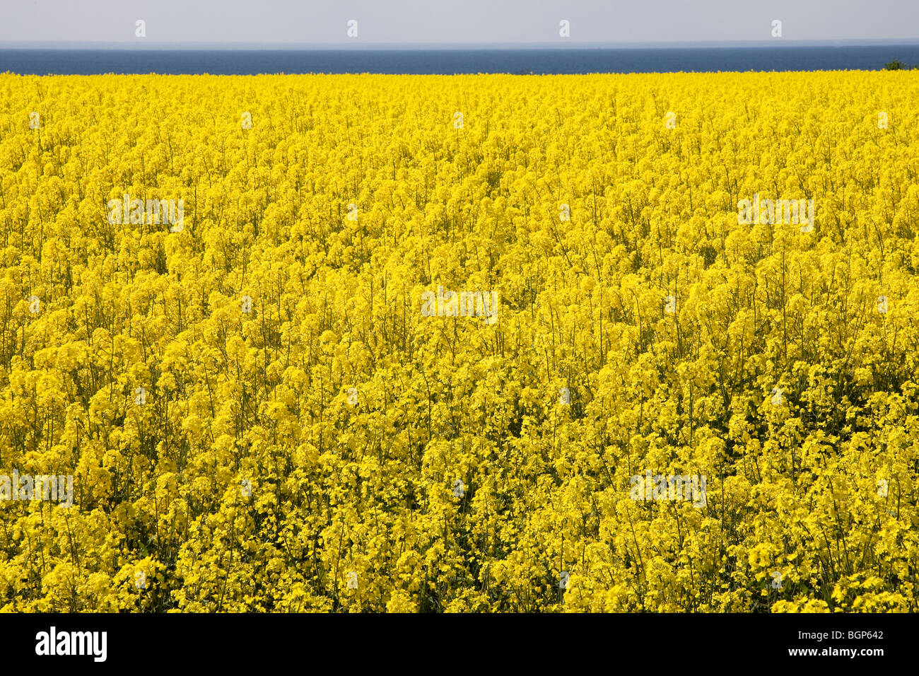 Rape field, Oland, Sweden Stock Photo - Alamy