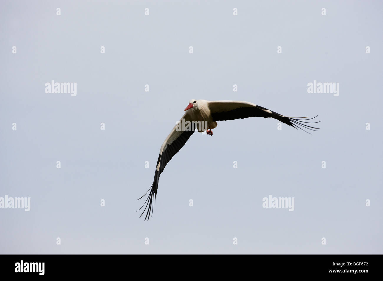 Stork, Skane, Sweden Stock Photo - Alamy