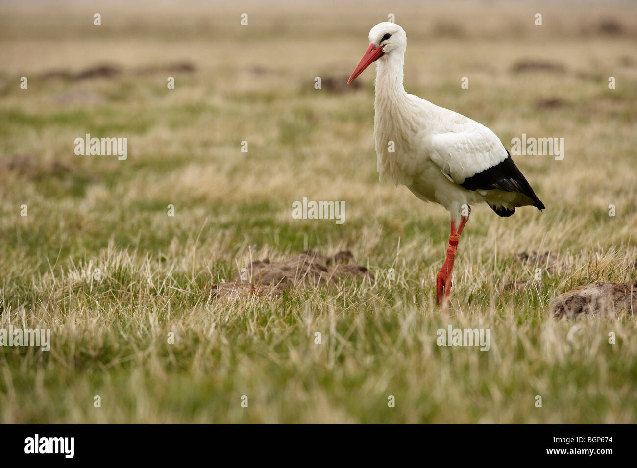Stork, Skane, Sweden Stock Photo - Alamy
