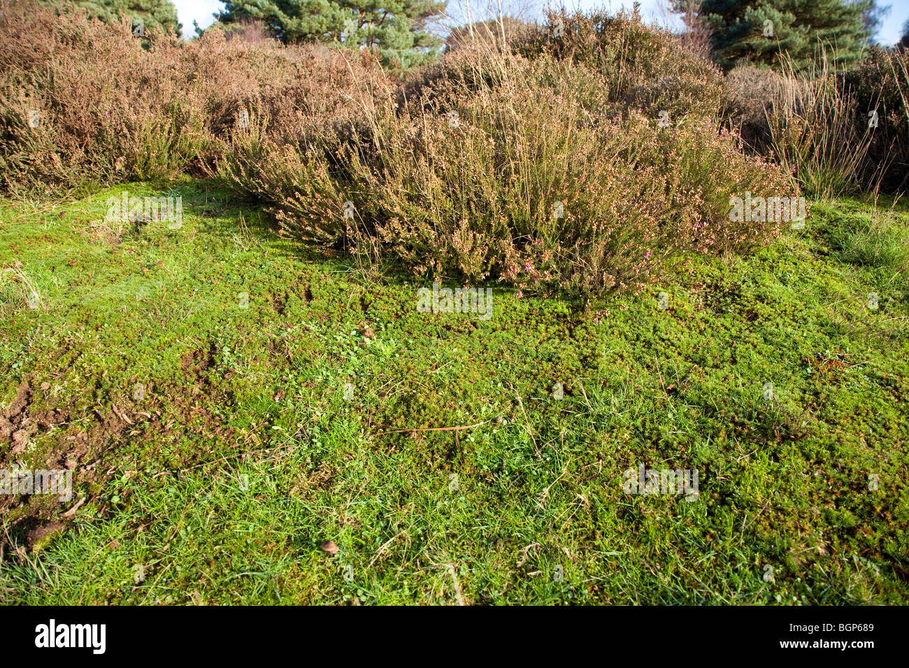 Heathland ecosystem hi-res stock photography and images - Alamy