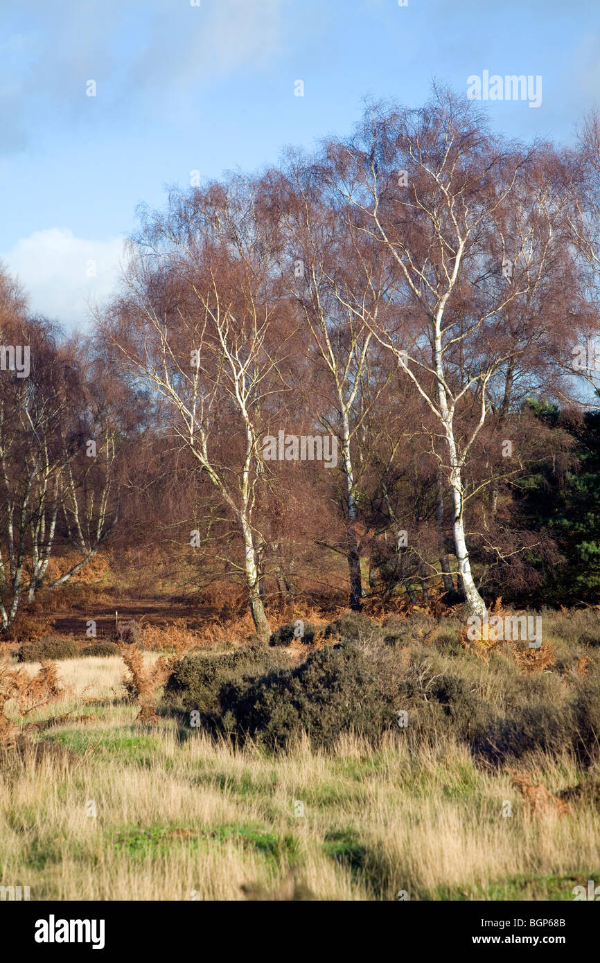 Autumn vegetation trees bushes heathland Suffolk England Stock Photo ...