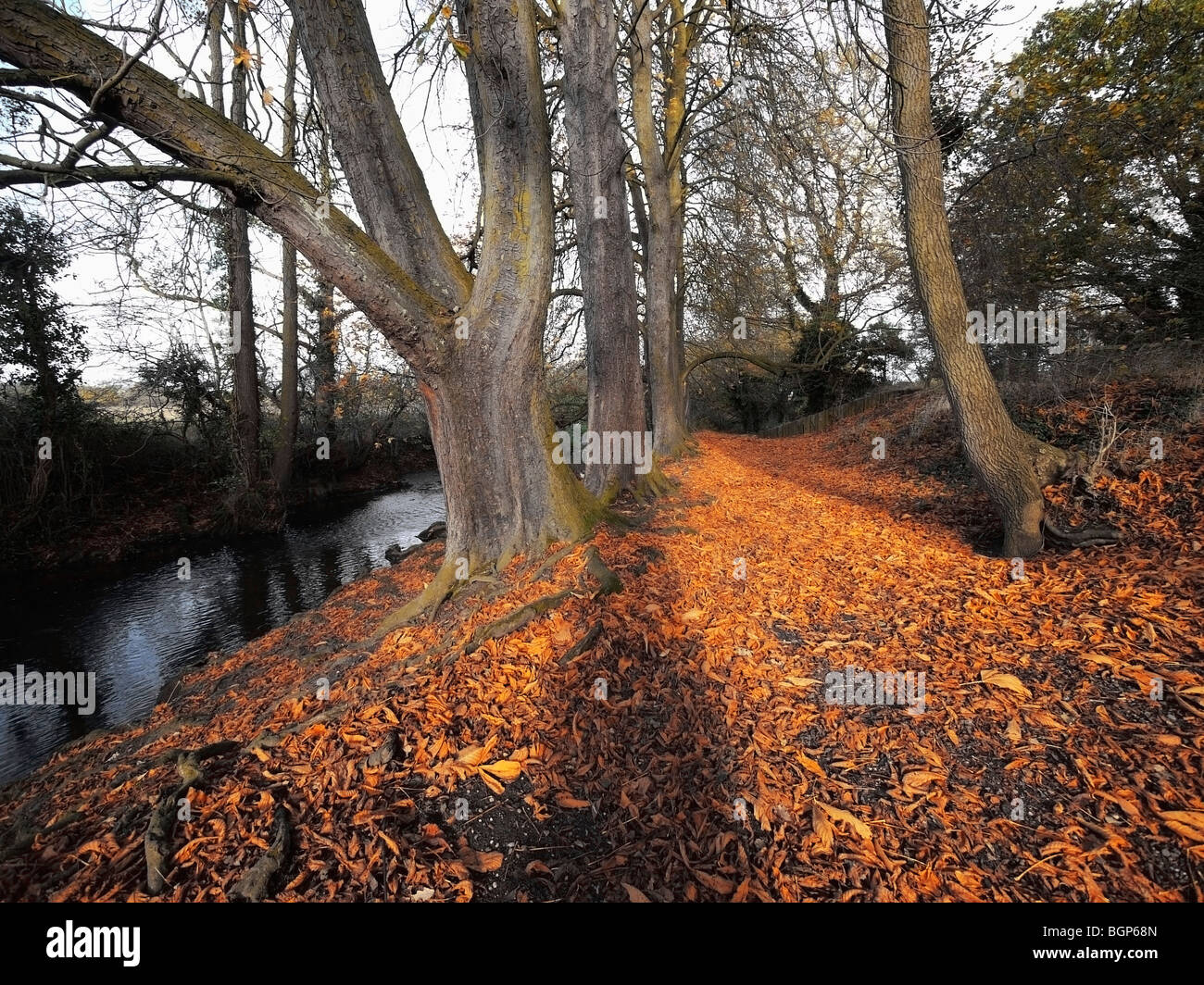 autumn trees leaves fall october november Stock Photo - Alamy
