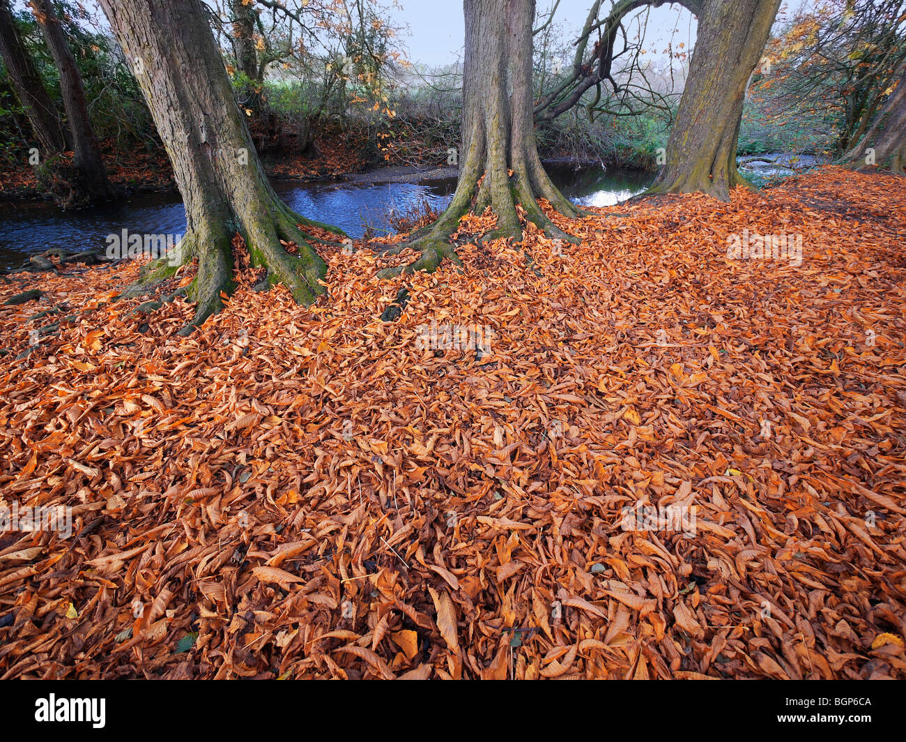 October november hi-res stock photography and images - Alamy