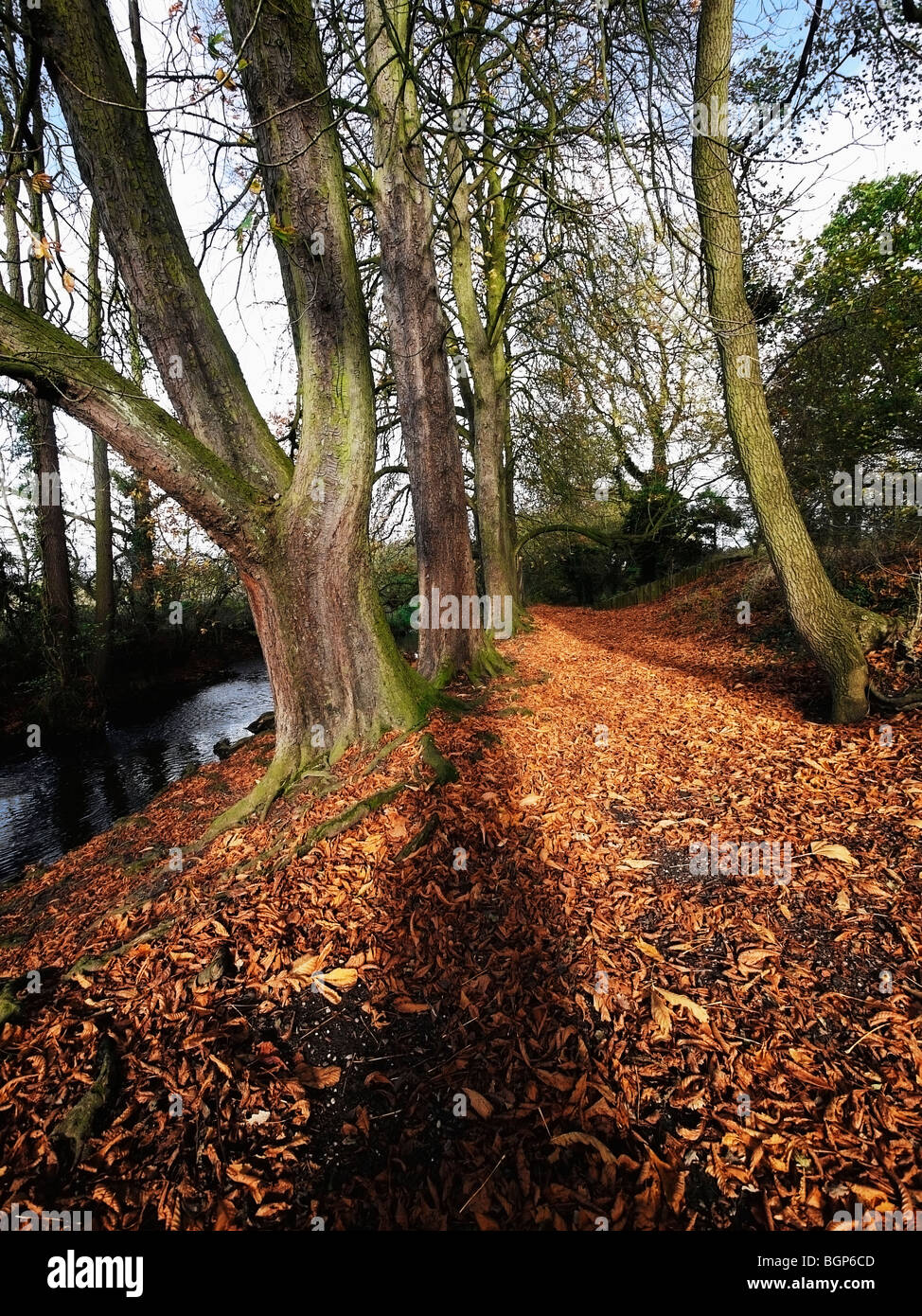 autumn trees leaves fall october november Stock Photo - Alamy