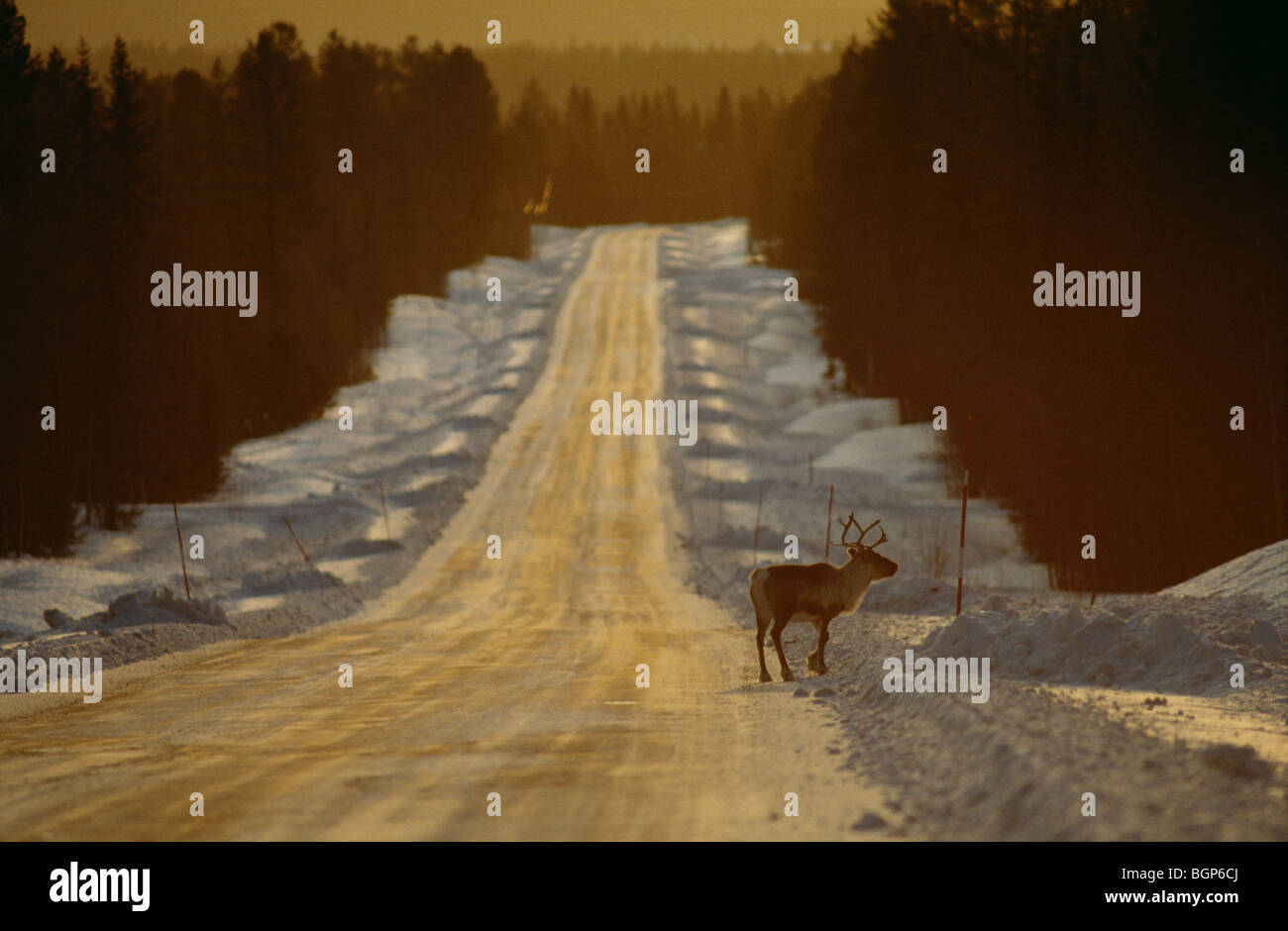 A reindeer on the road, Sweden Stock Photo - Alamy
