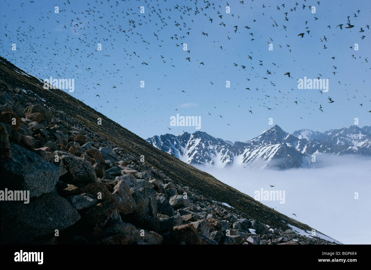 Little auks greenland hi-res stock photography and images - Alamy