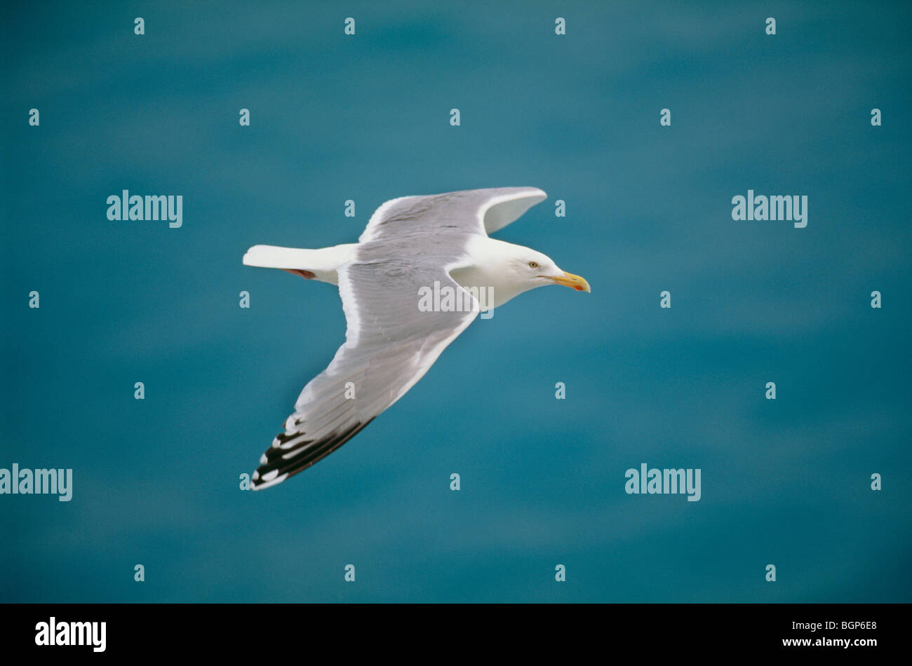 A flying gull Stock Photo - Alamy