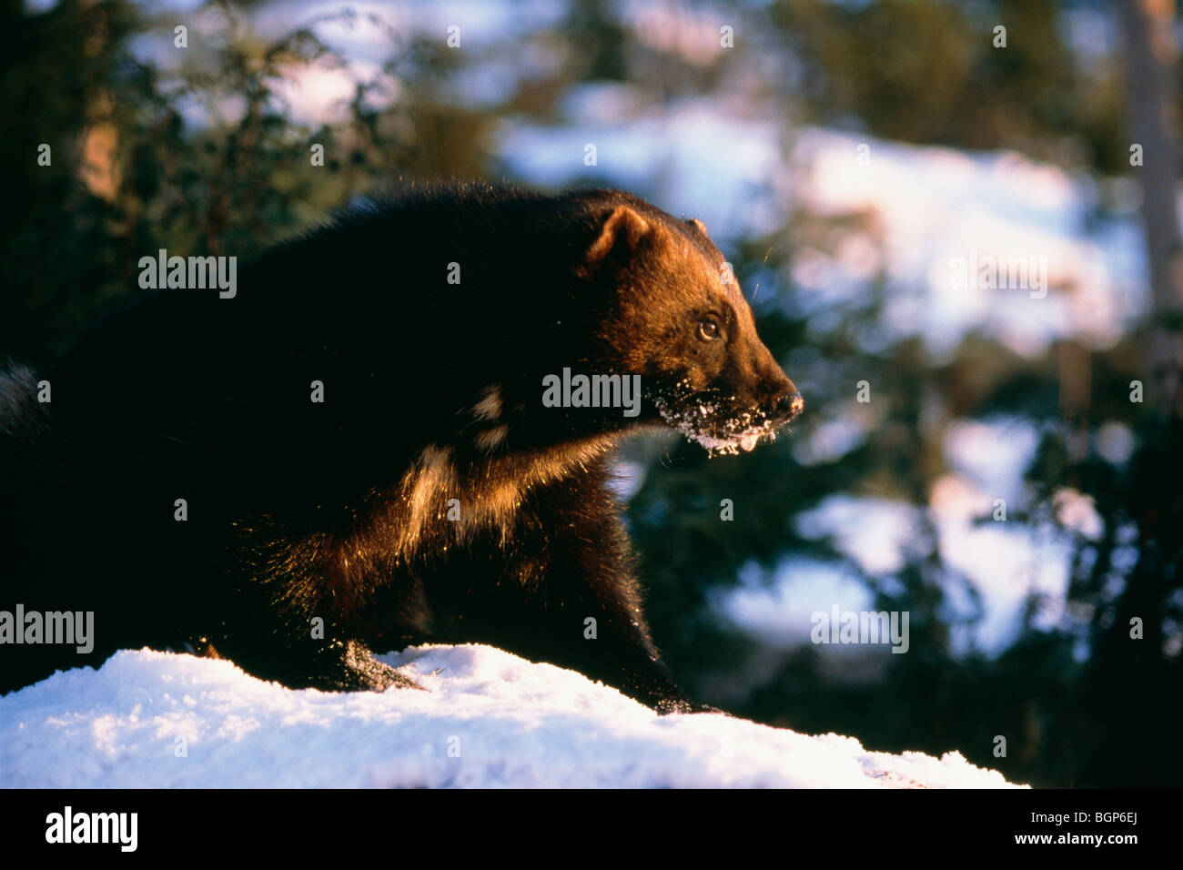 Wolverine animal with prey hi-res stock photography and images - Alamy