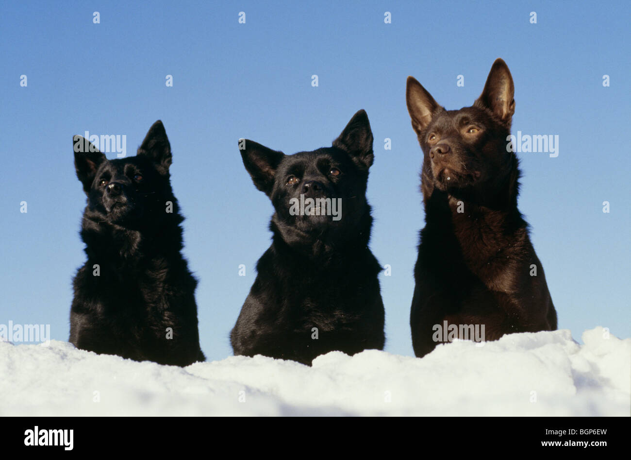 Three dogs posed hi-res stock photography and images - Alamy