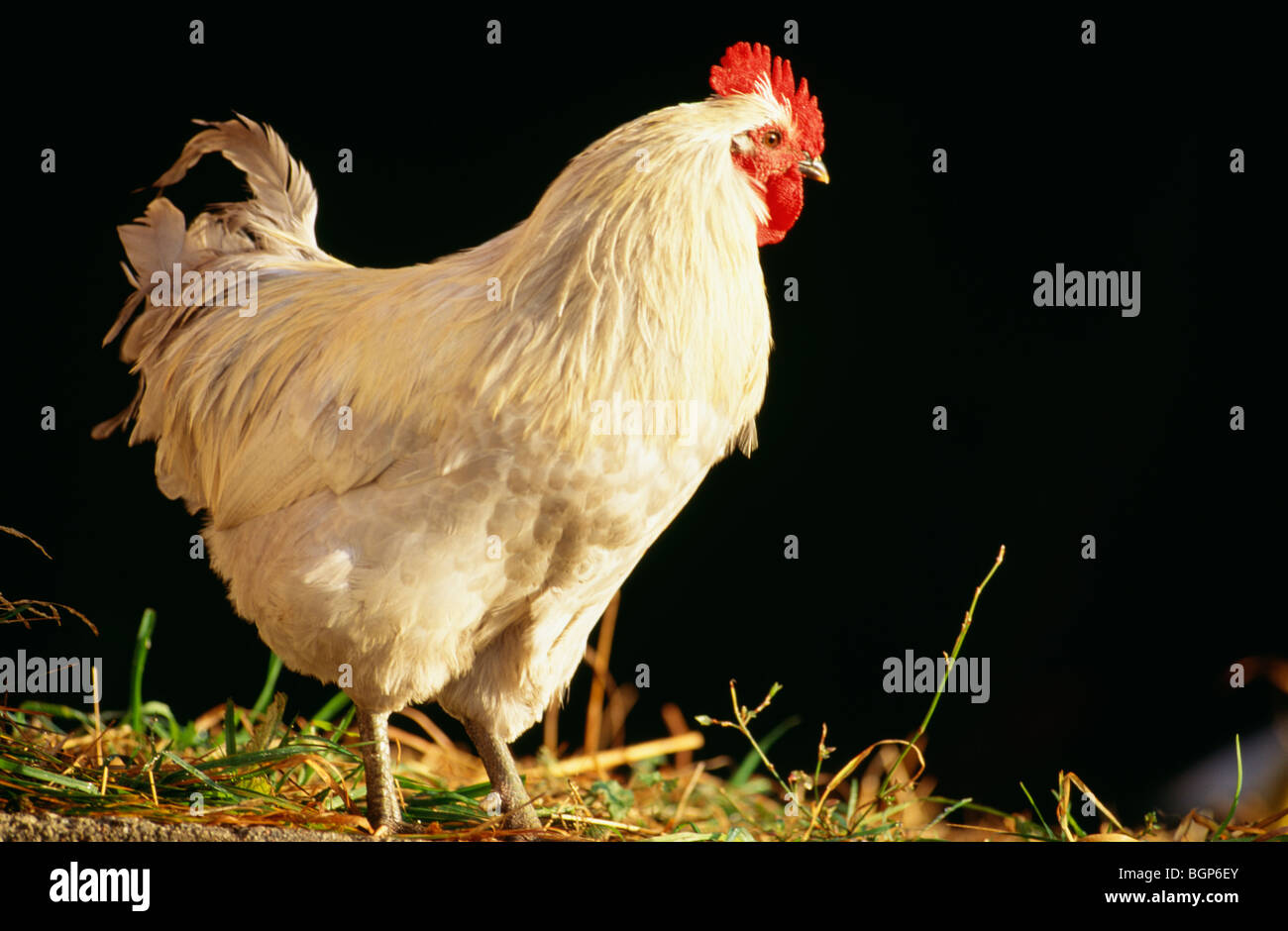 Gallinaceous hen hi-res stock photography and images - Alamy