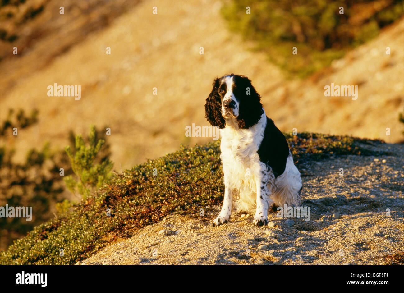 A dog, Sweden Stock Photo - Alamy