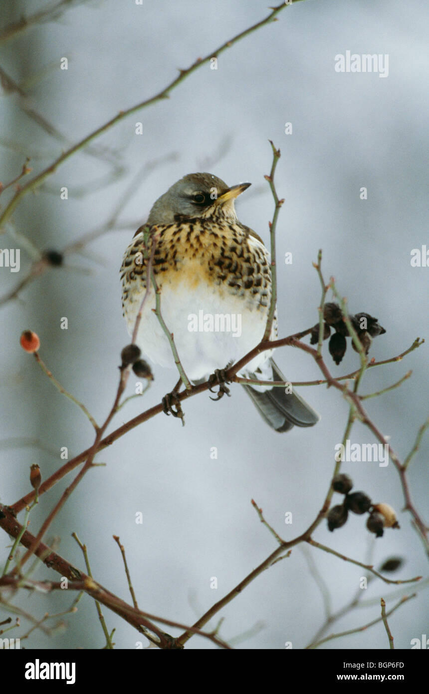 A fieldfare ON A BRANCH, SWEDEN Stock Photo - Alamy