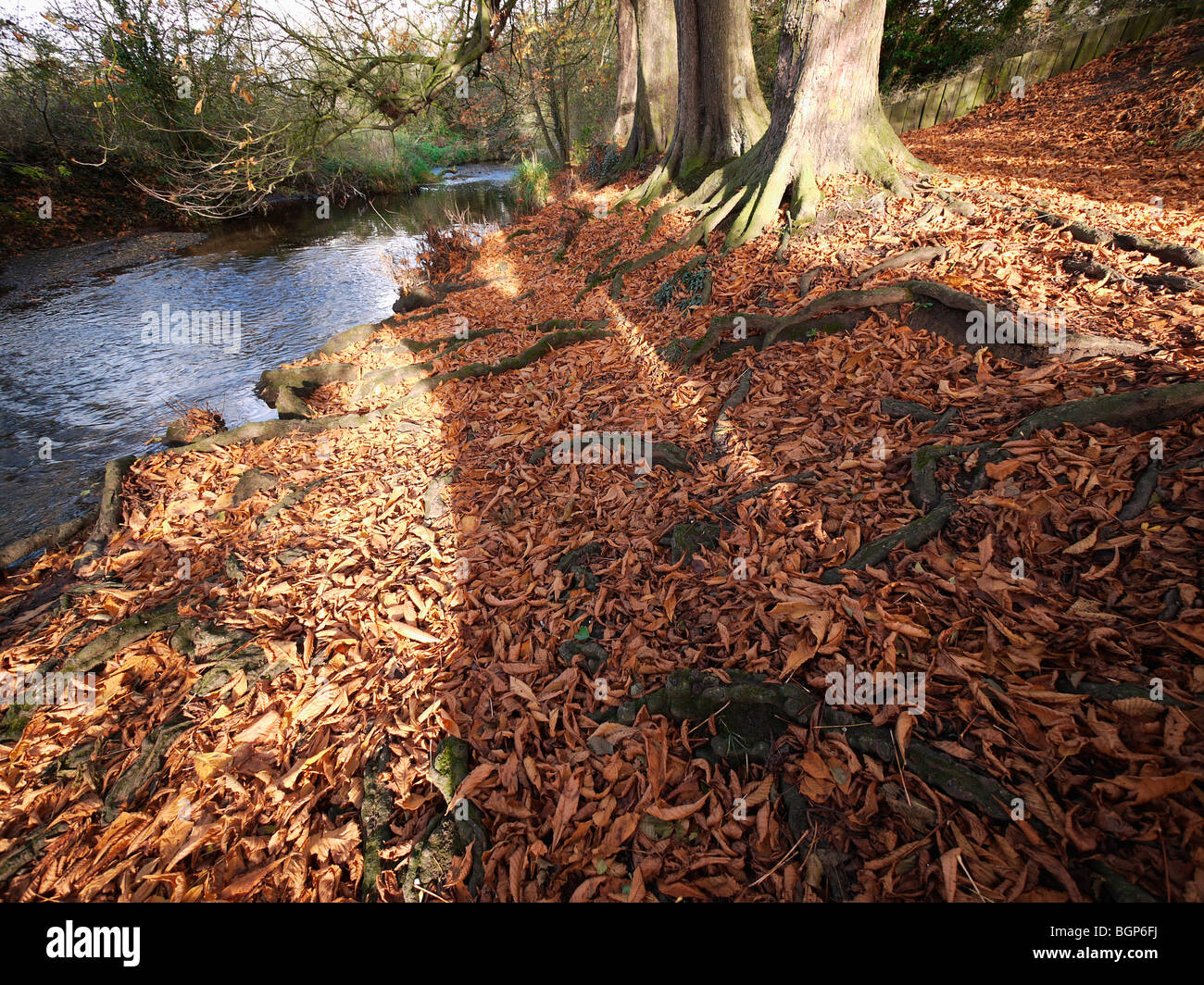 autumn trees leaves arrow valley country Stock Photo - Alamy