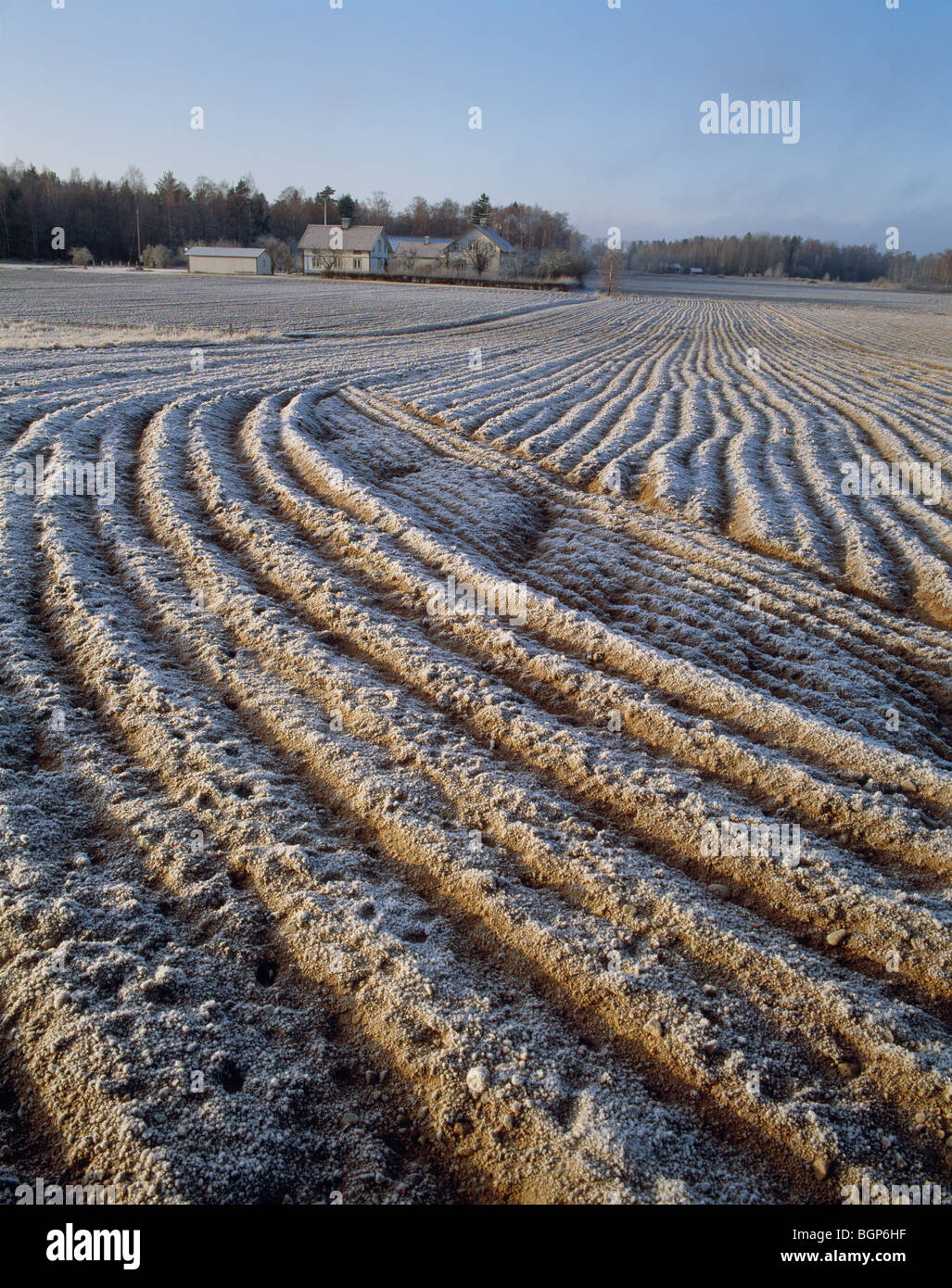 A frozen field, Sweden Stock Photo - Alamy