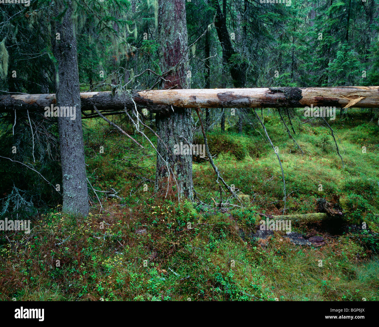 Swedish primeval forest hi-res stock photography and images - Alamy