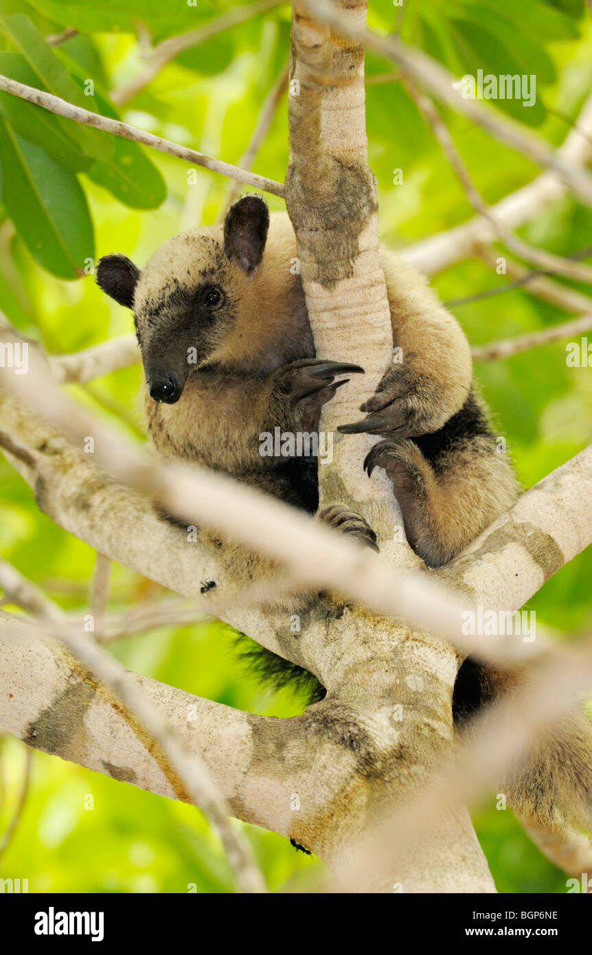 Tree Anteater High Resolution Stock Photography and Images - Alamy