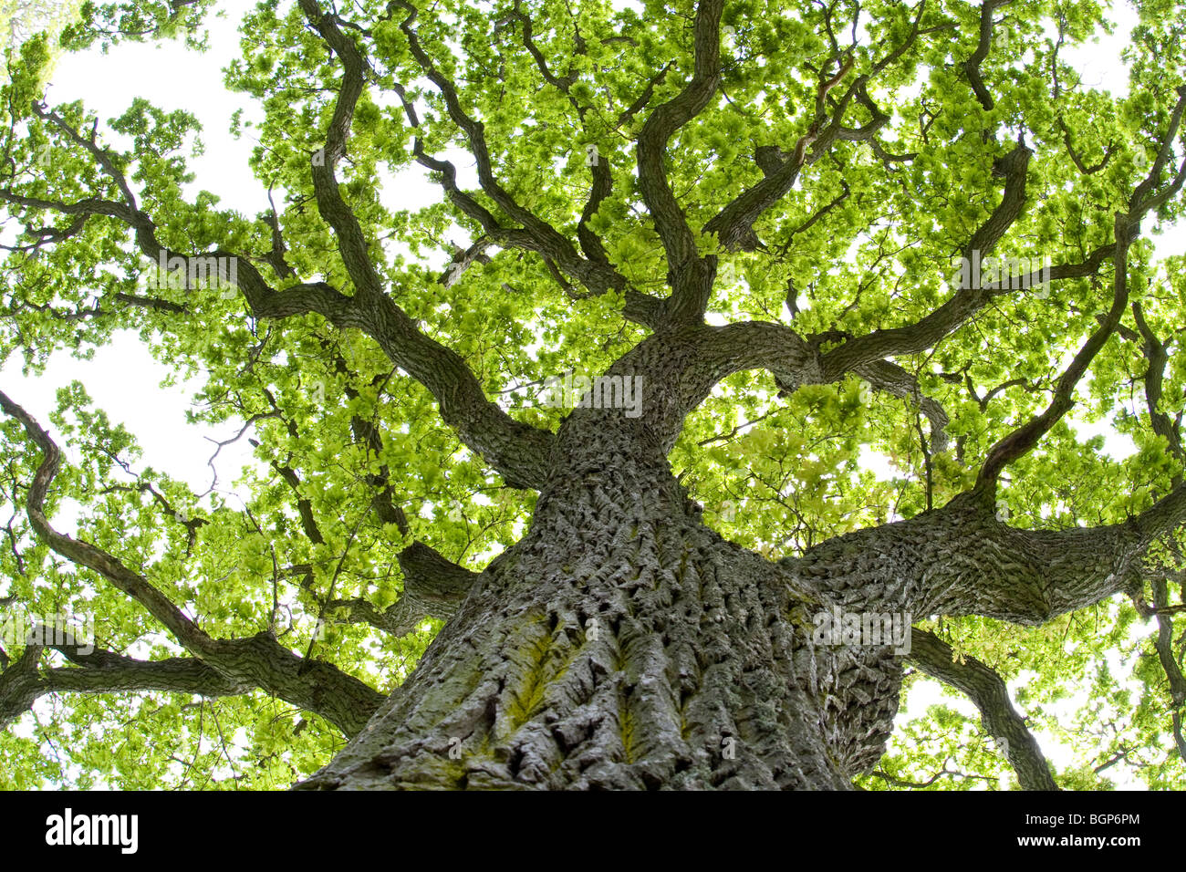 An oak-tree, Oland, Sweden Stock Photo - Alamy