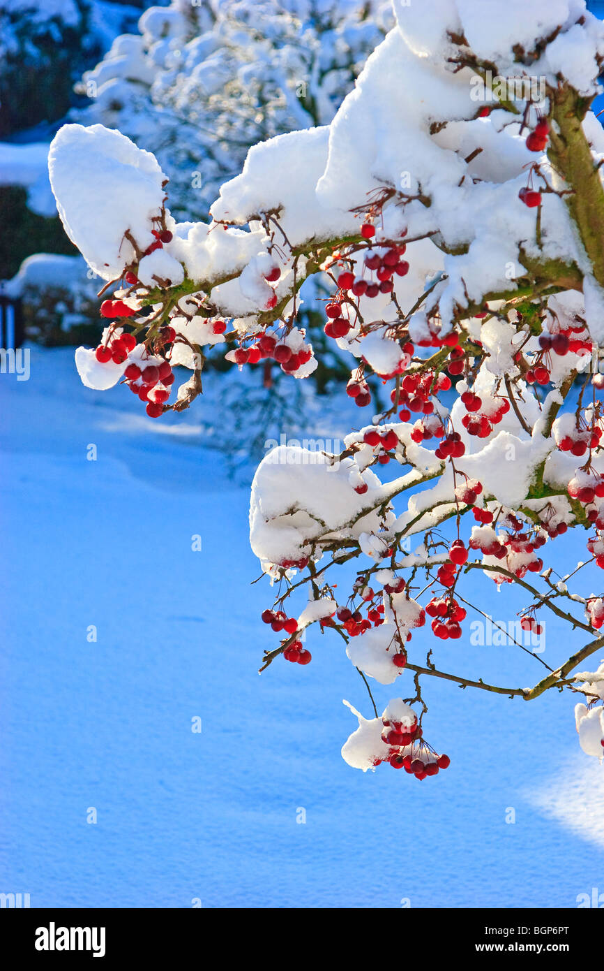 Winter berries snow hi-res stock photography and images - Alamy