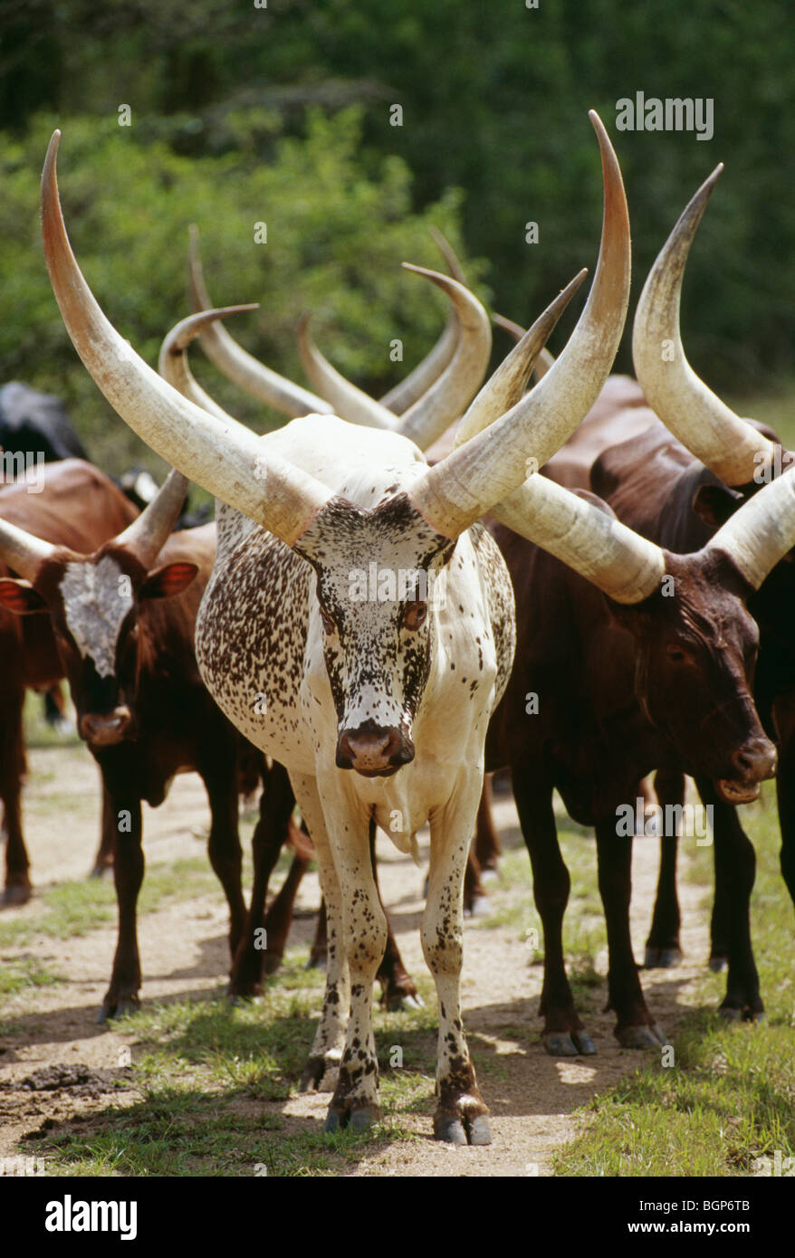 Traditional cows of Uganda Stock Photo - Alamy