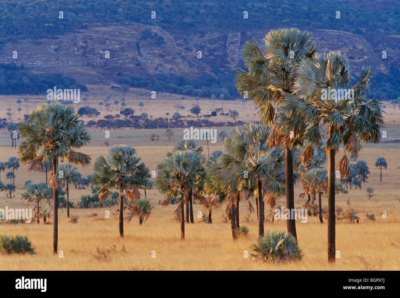 Trees in landscape, Madagascar Stock Photo - Alamy