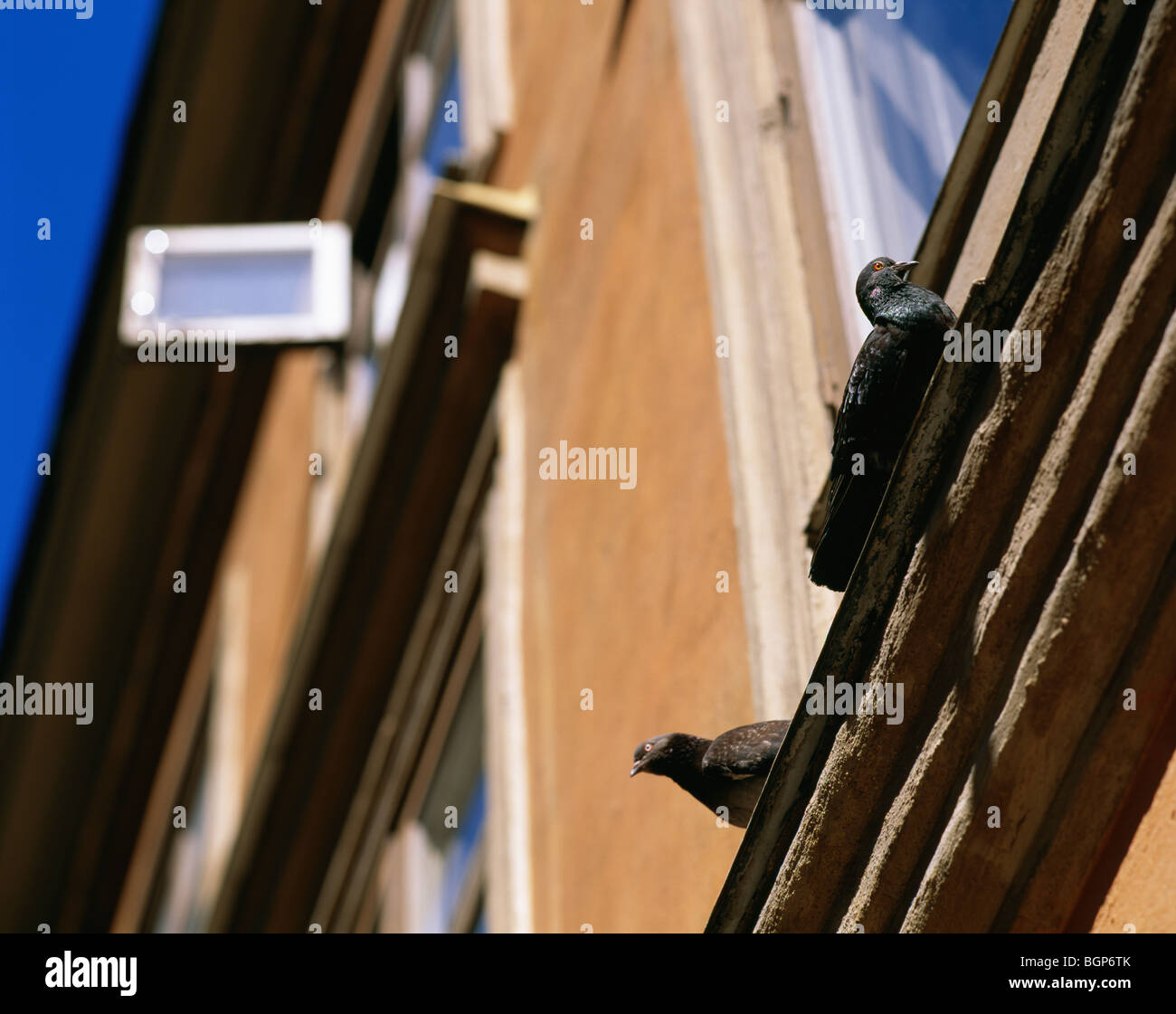 Pigeon sitting on a building Stock Photo - Alamy