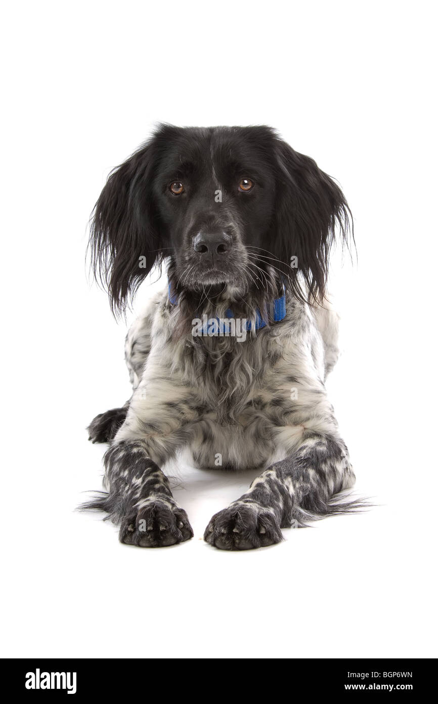 Close up of large Munsterlander dog, isolated on white background Stock ...