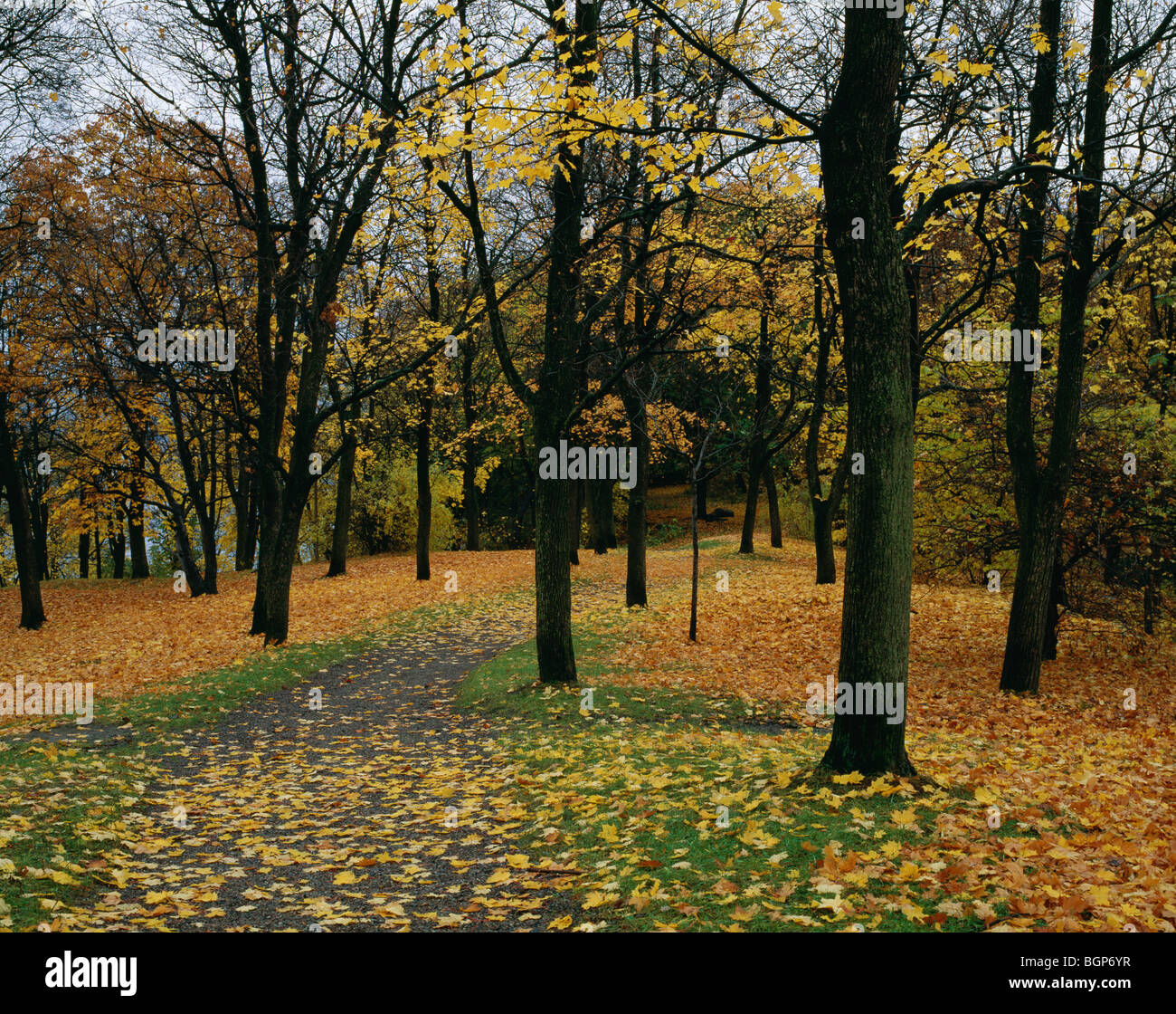 Park leaf trees in stockholm hi-res stock photography and images - Alamy