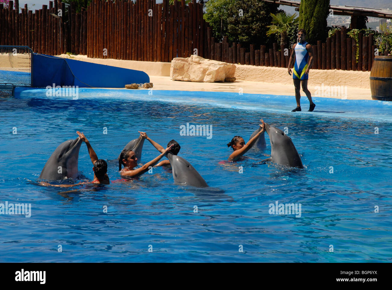 Dolphin Show, Mundomar, Benidorm, Alicante Province, Comunidad ...