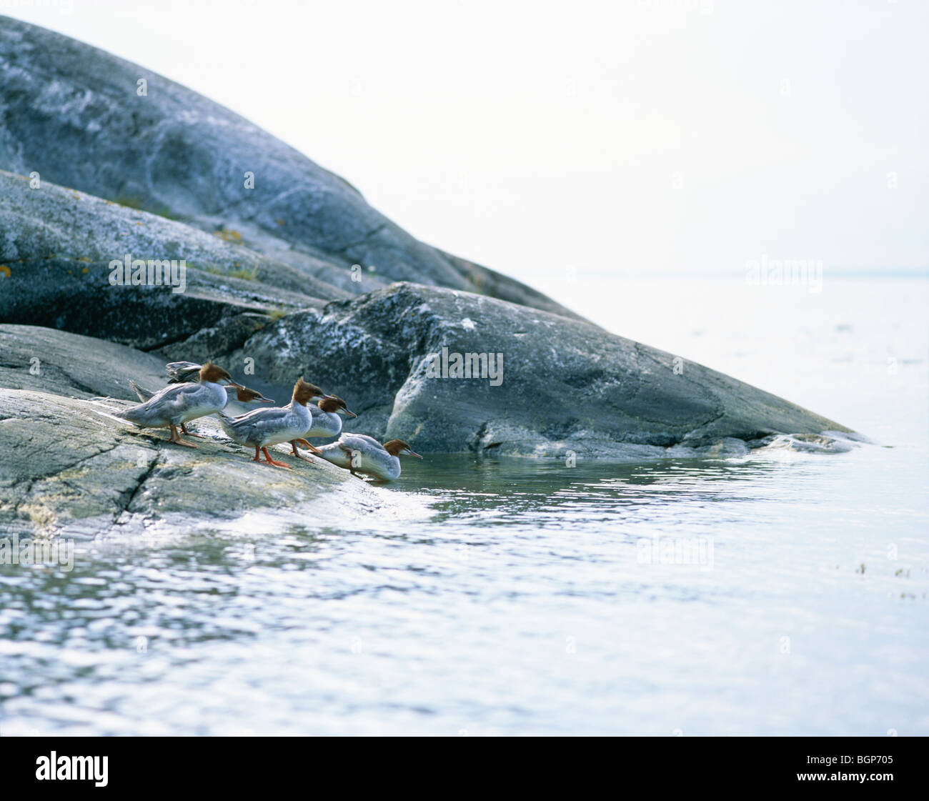 Goosander by the sea Stock Photo - Alamy