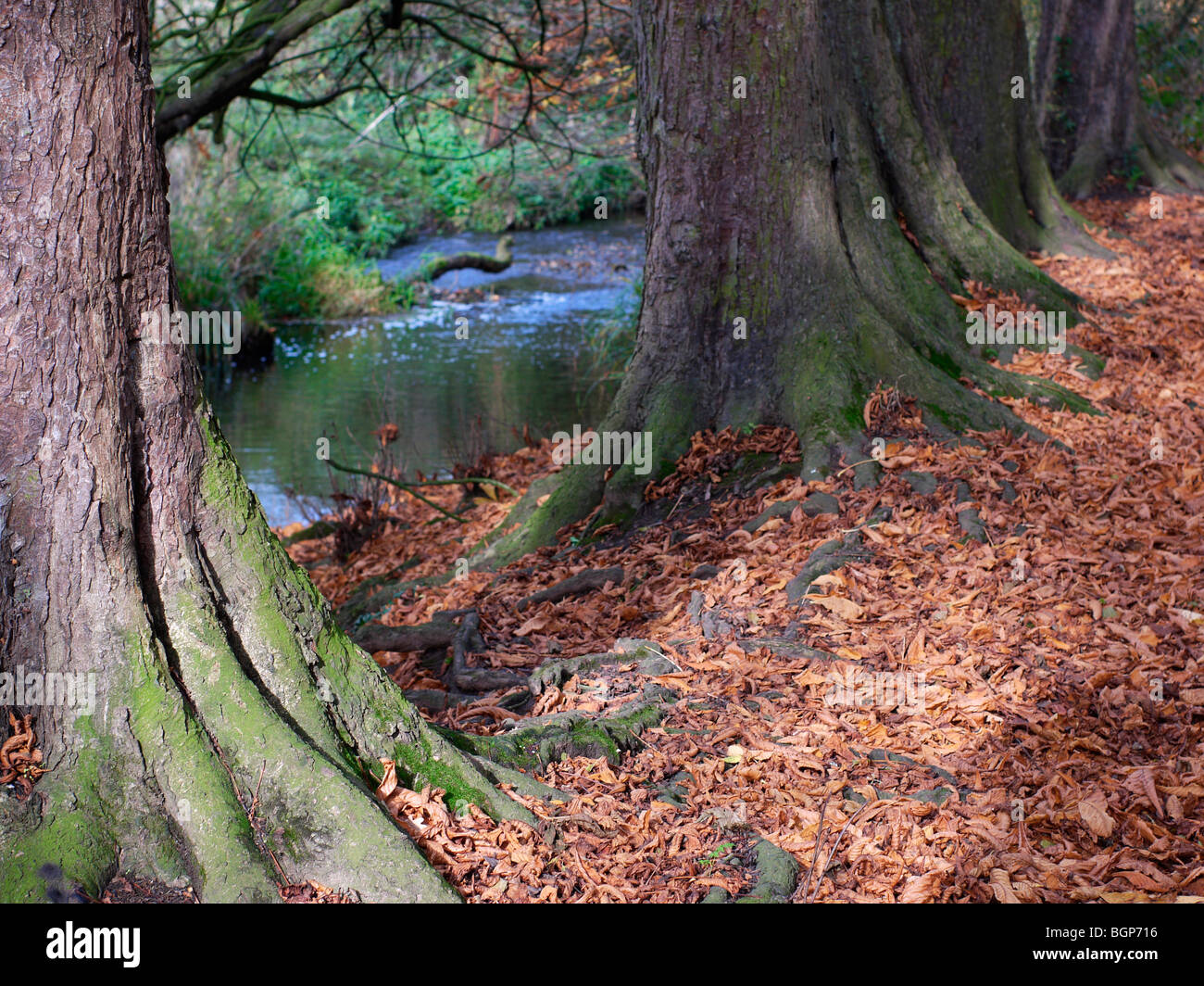 Arrow leafs hi-res stock photography and images - Alamy