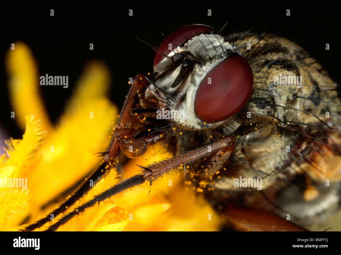 A fly, close-up Stock Photo - Alamy