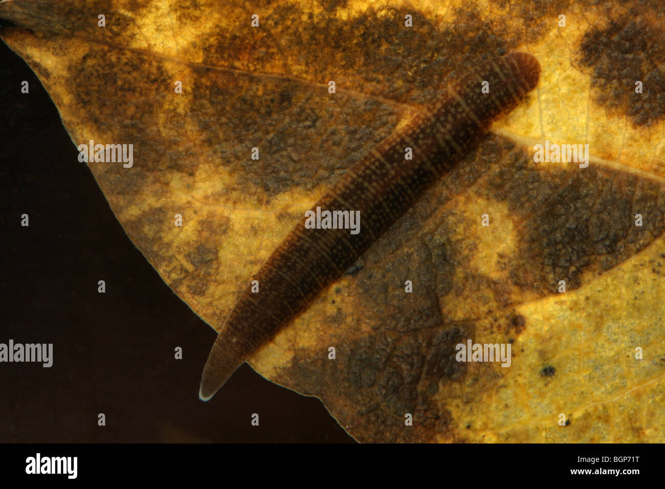 Leeches close up hi-res stock photography and images - Alamy