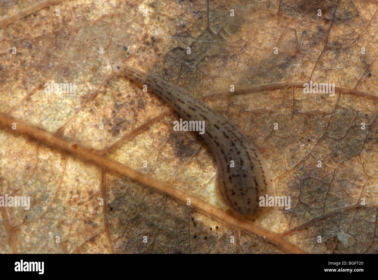 Hemiclepsis marginata, close-up Stock Photo - Alamy