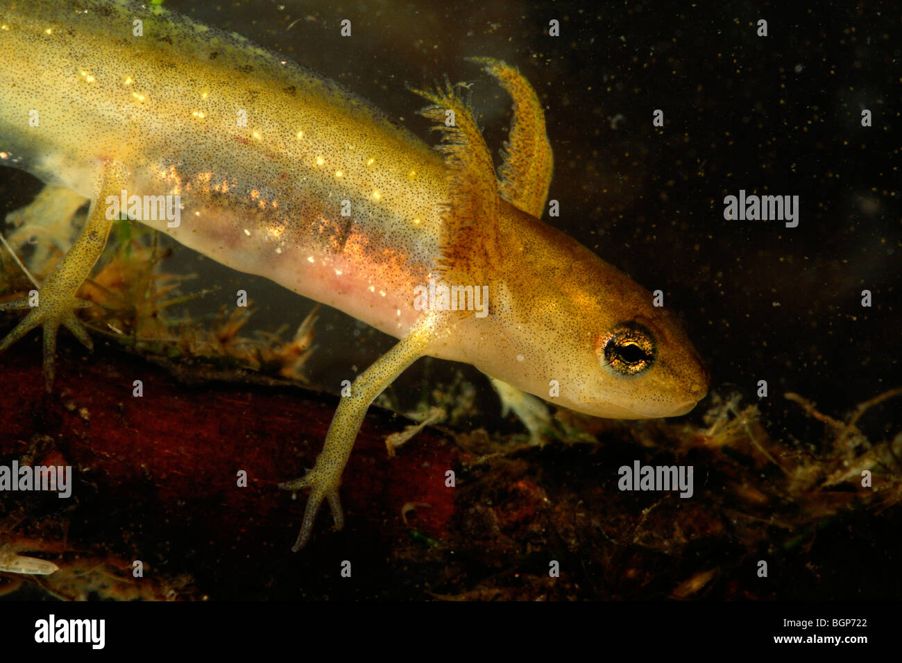 Peninsula Newt High Resolution Stock Photography and Images - Alamy
