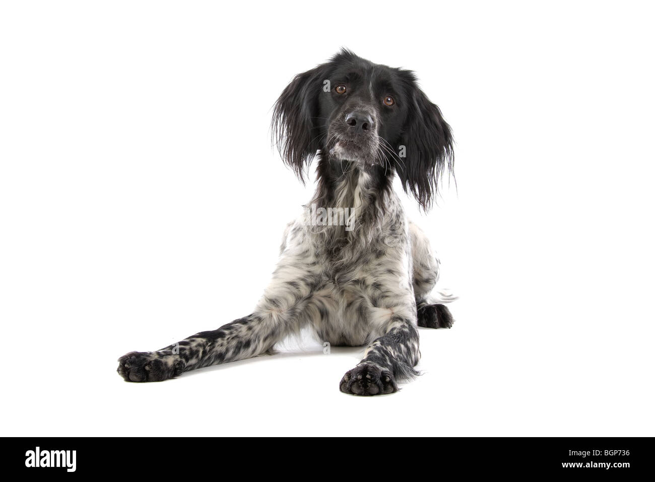 Close up of large Munsterlander dog, isolated on white background Stock ...