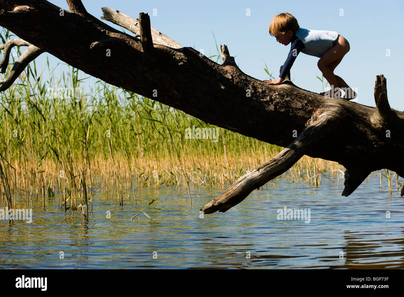 A boy climbing on a tree trunk, Sweden Stock Photo - Alamy